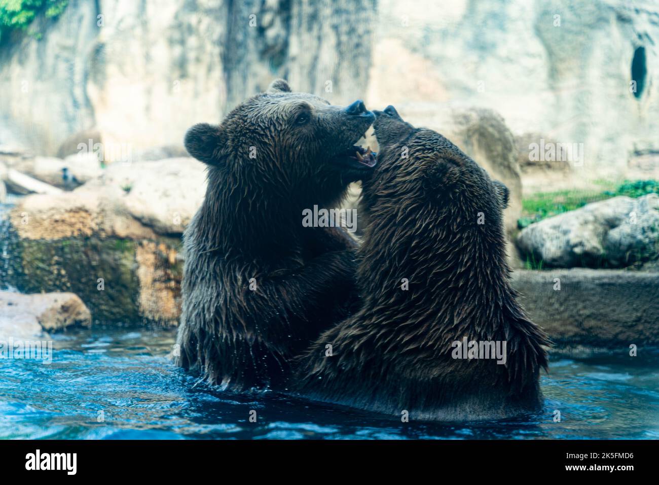 brown bear (Ursus arctos) fighting in water, Bioparco di Roma, Rome zoo ...