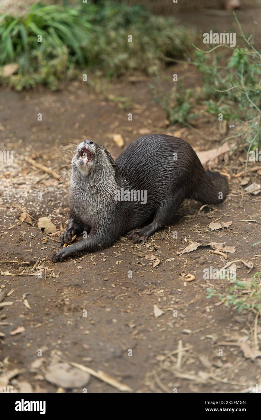 Asian otter aonyx cinereus hi-res stock photography and images - Alamy