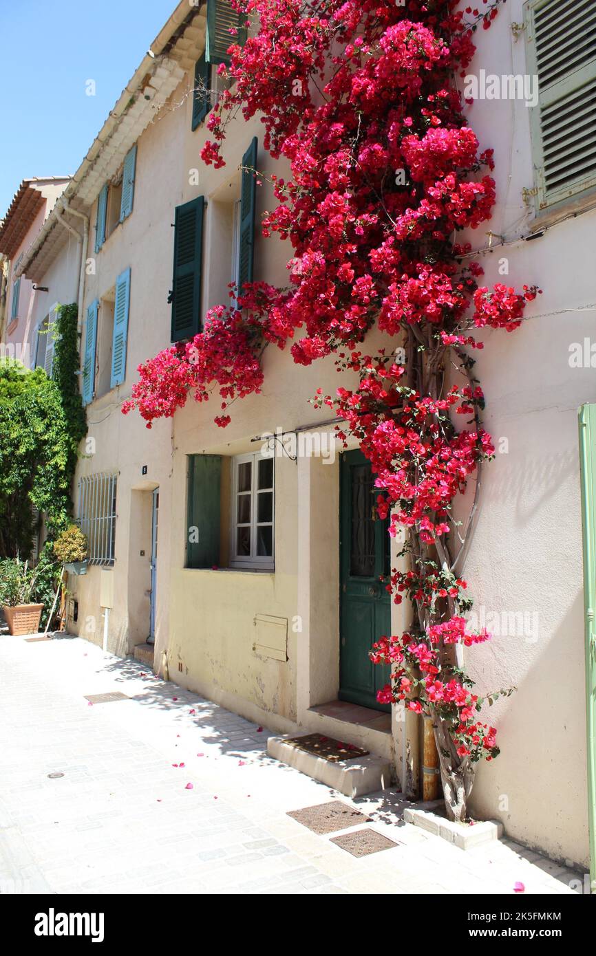 A beautiful vertical shot of a building covered with pink flowers Stock ...
