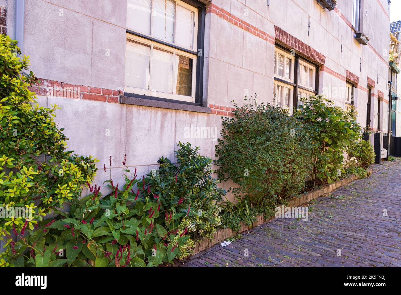 Flowers and plants in front of old city houses in Hoorn in North ...