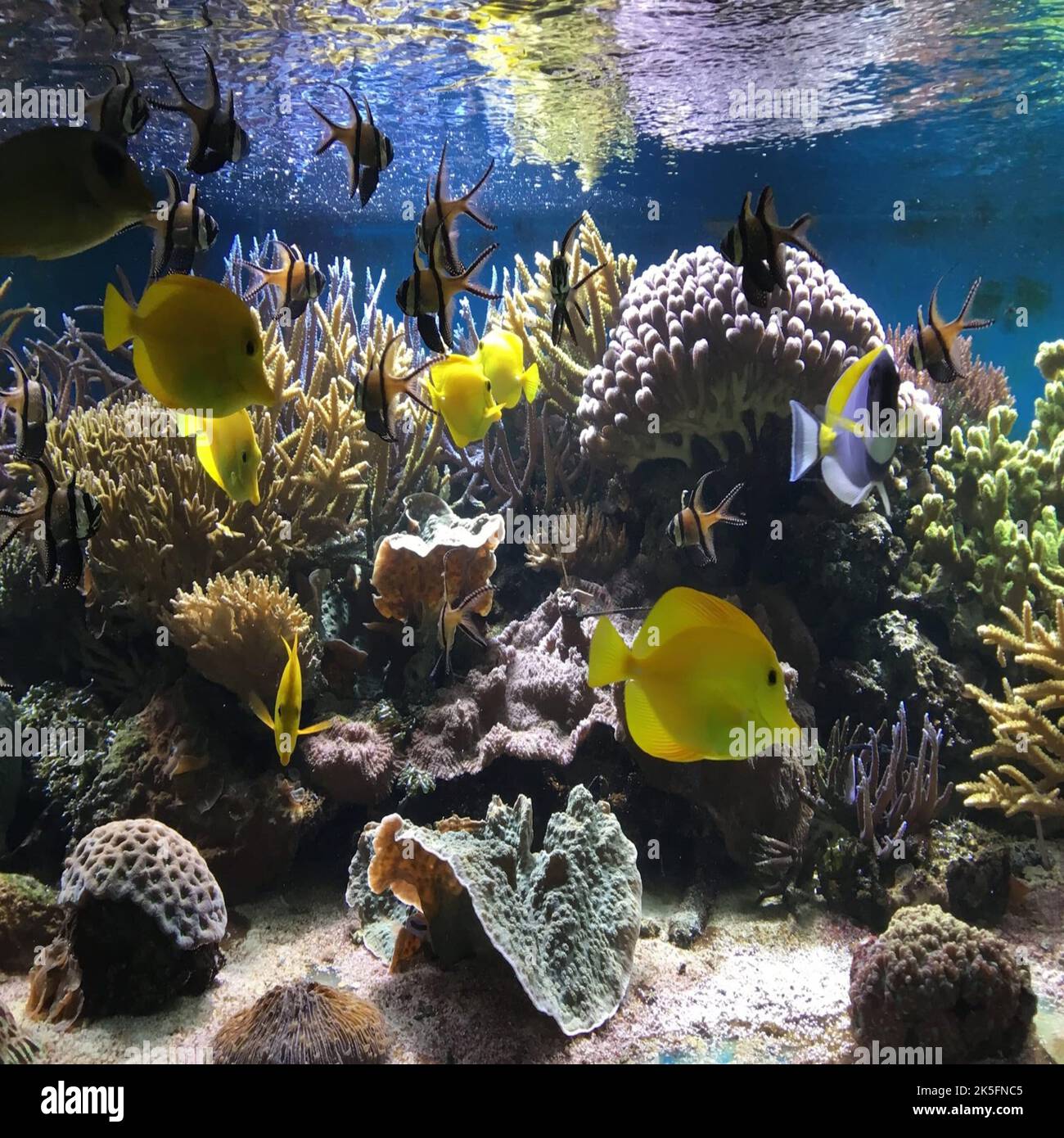 The colorful fish in the aquarium Stock Photo - Alamy