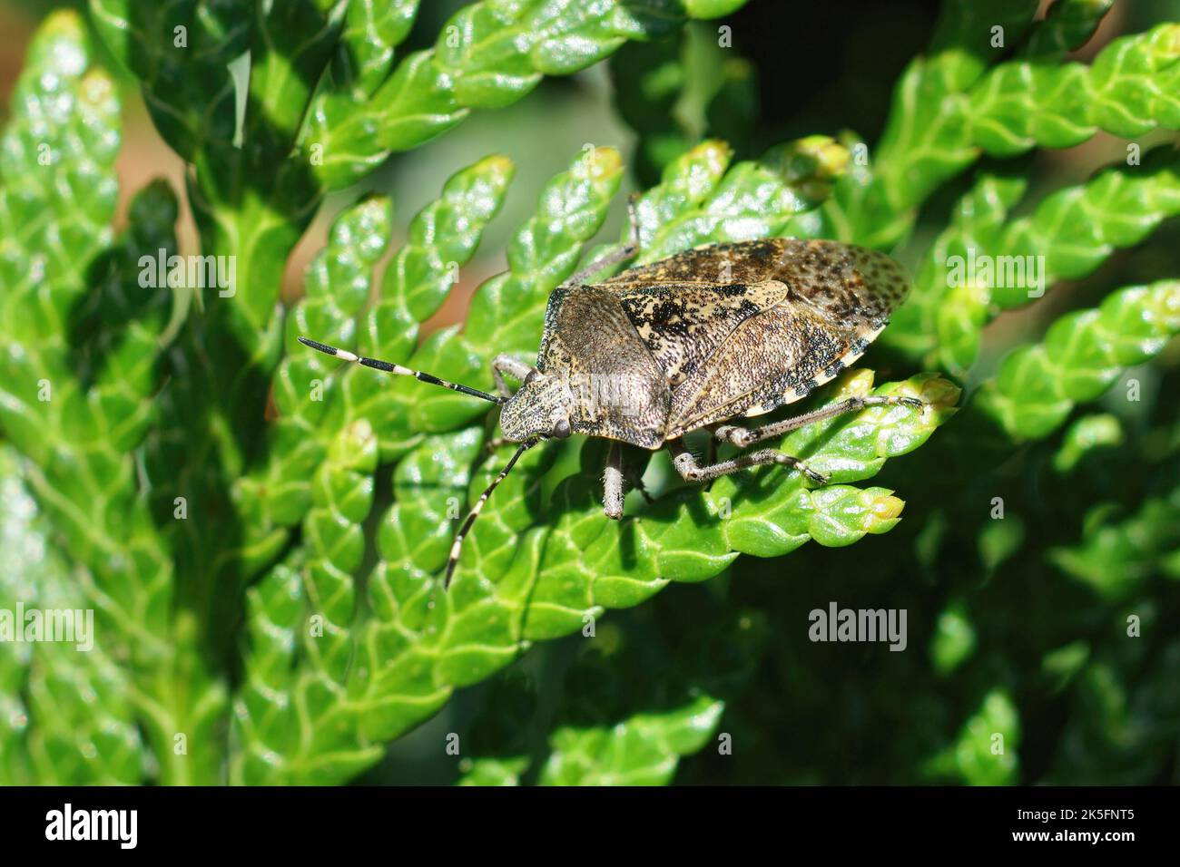 Detailed close up on an adult mottled grey shieldbug, Rhaphigaster ...