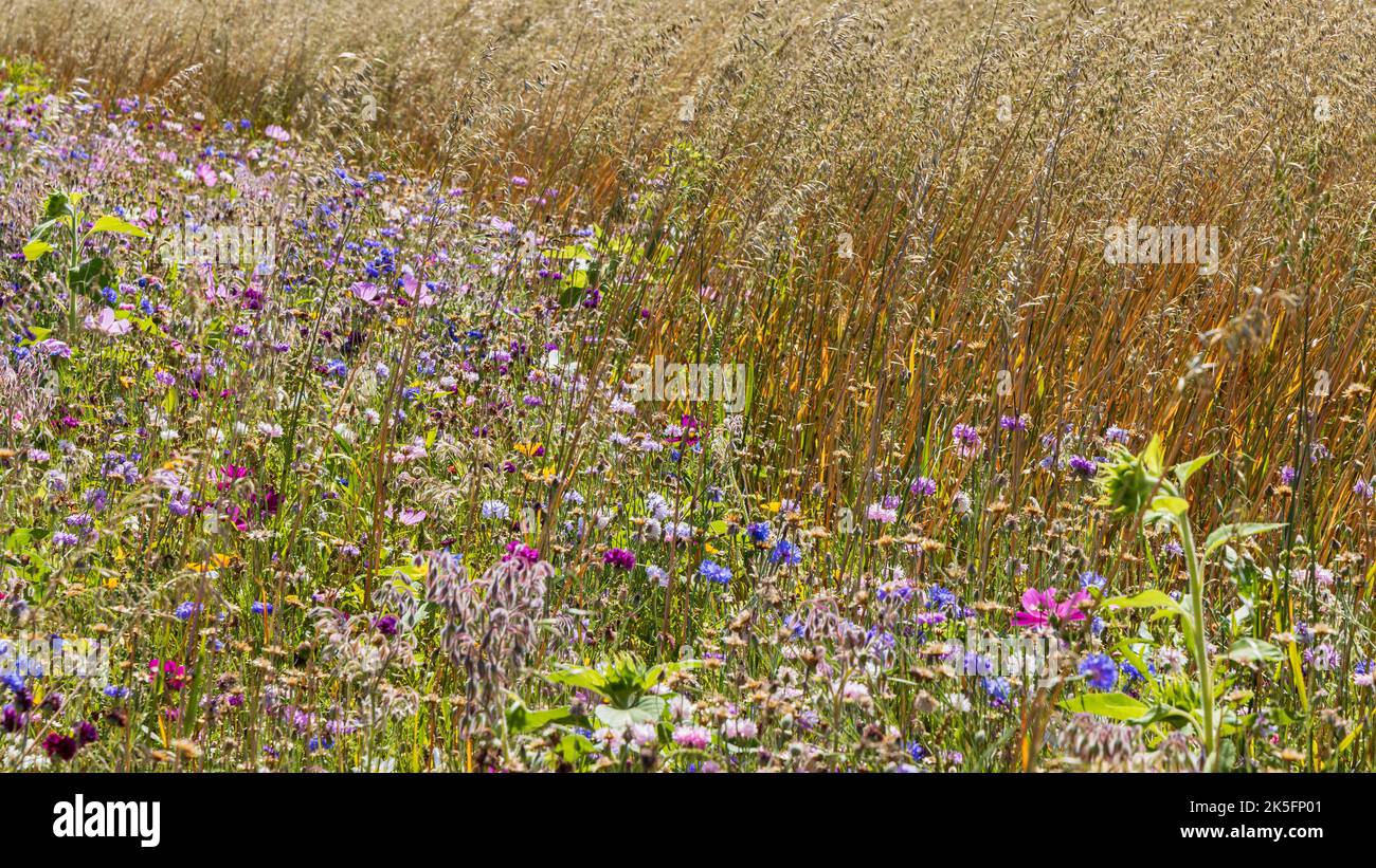 Nature inclusive agriculture with wild flowers borders along oats field ...