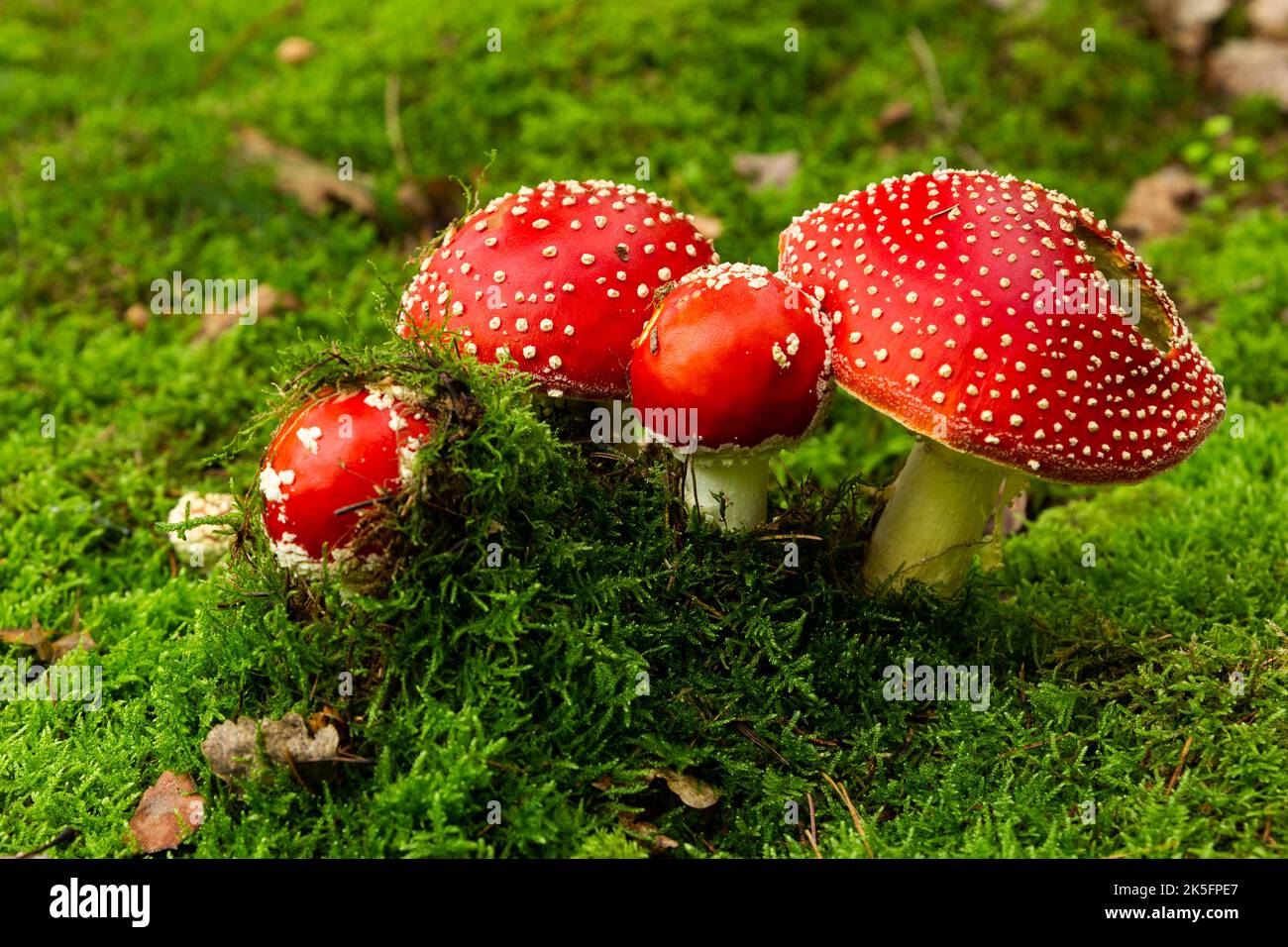 Macro photography of red mushrooms in the forest (fly agaric Stock ...