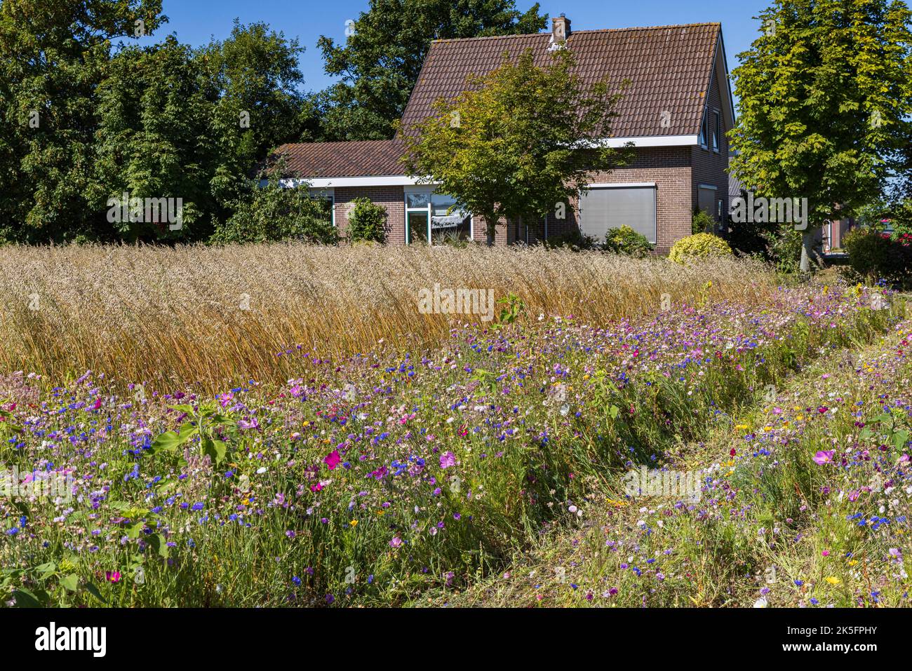 Nature inclusive agriculture with wild flowers borders along oats field ...