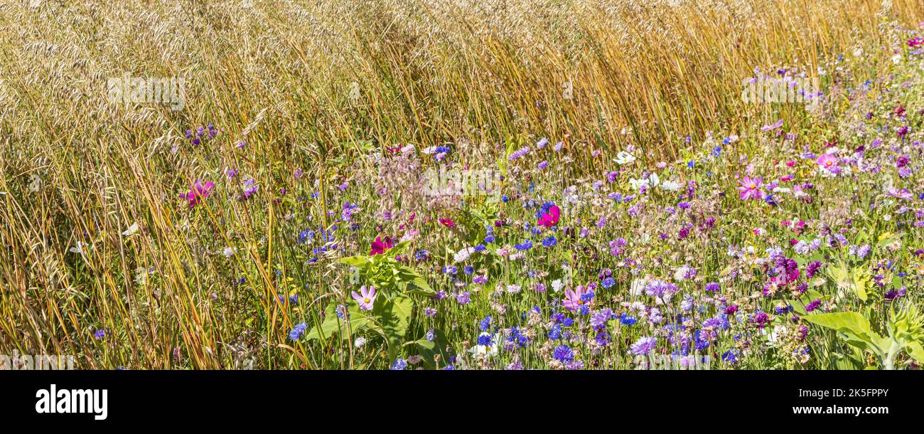 Nature inclusive agriculture with wild flowers borders along oats field ...