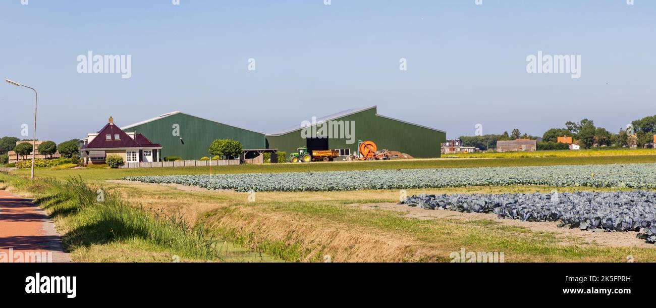 Arable field with differint kinds of cabbage like Red cabbage, Green ...