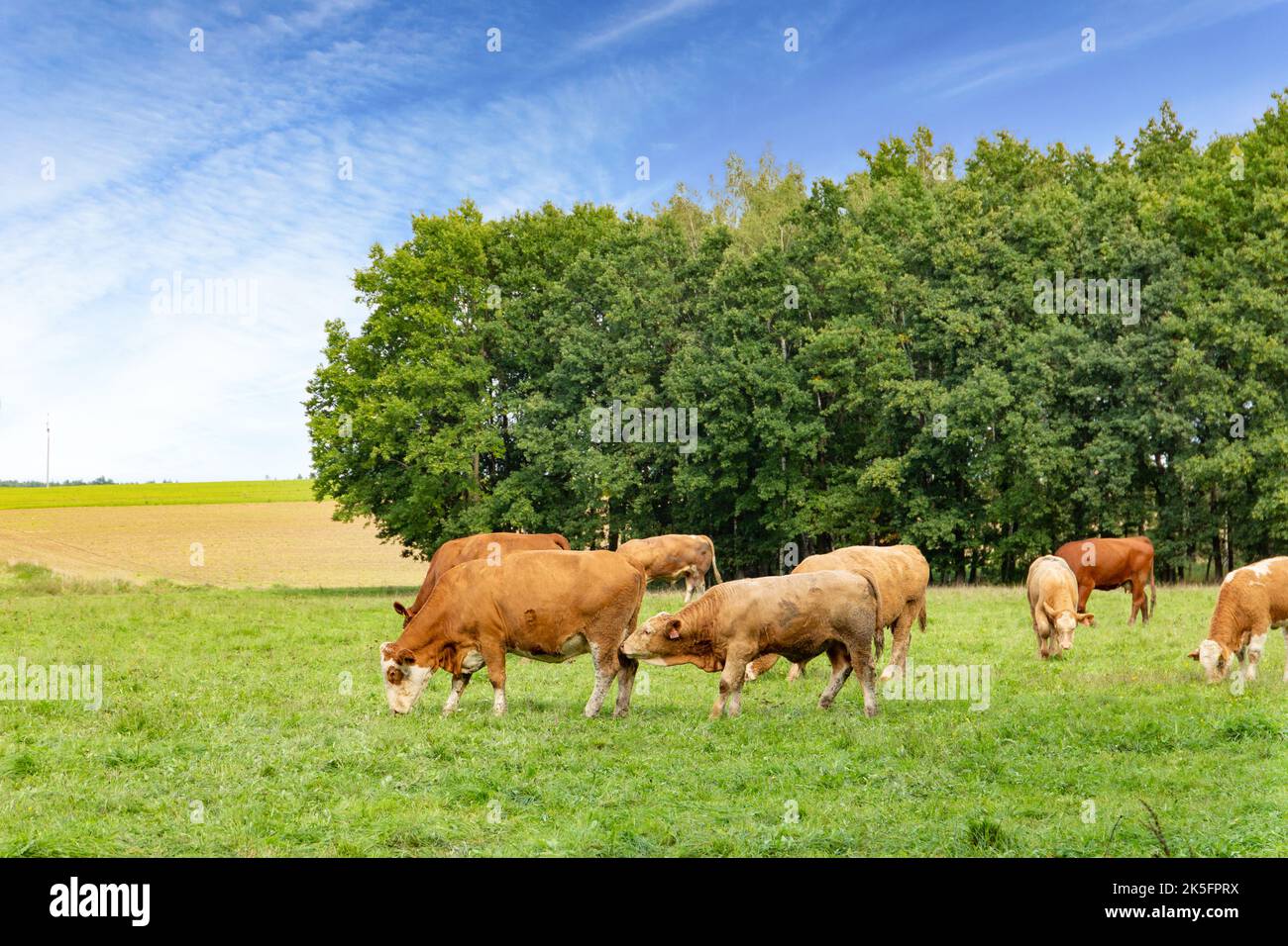 Black cows grazing on grassy hi-res stock photography and images - Alamy