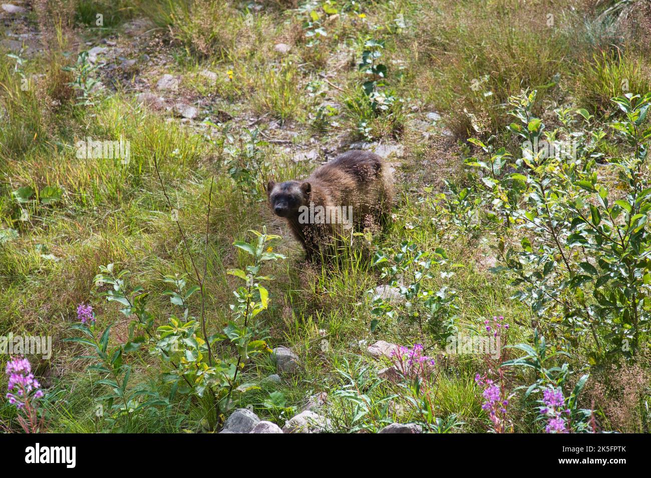 Wolverine animal with prey hi-res stock photography and images - Alamy