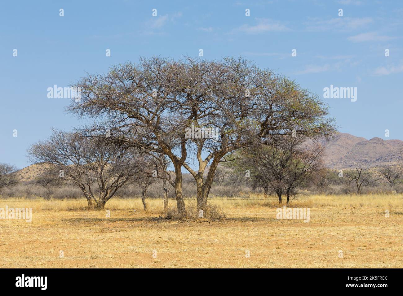 Namibian landscape. African savannah during a hot day. Namibia Stock ...