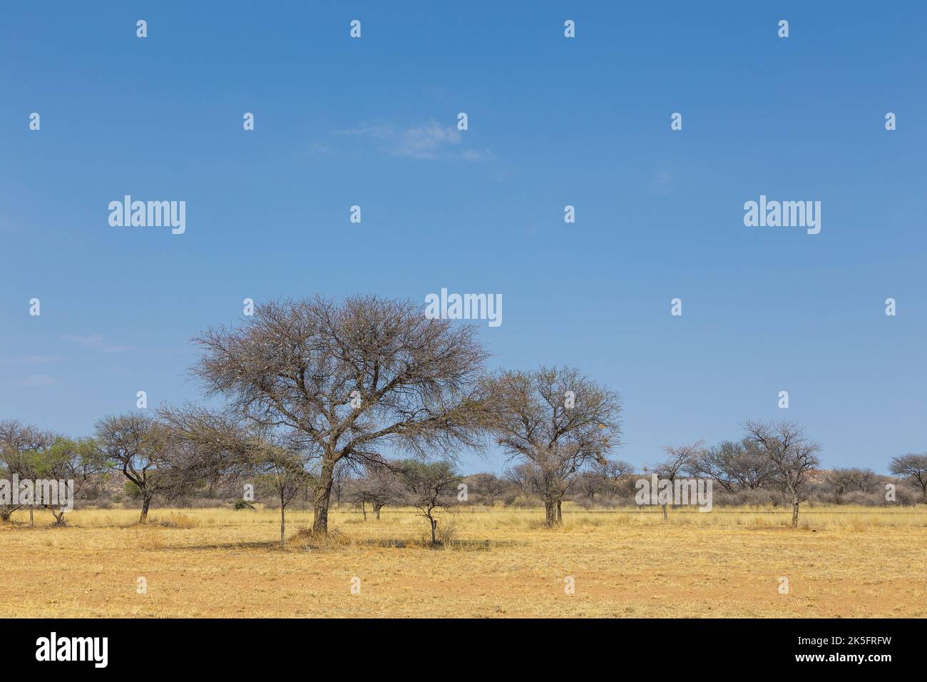 Namibian landscape. African savannah during a hot day. Namibia Stock ...
