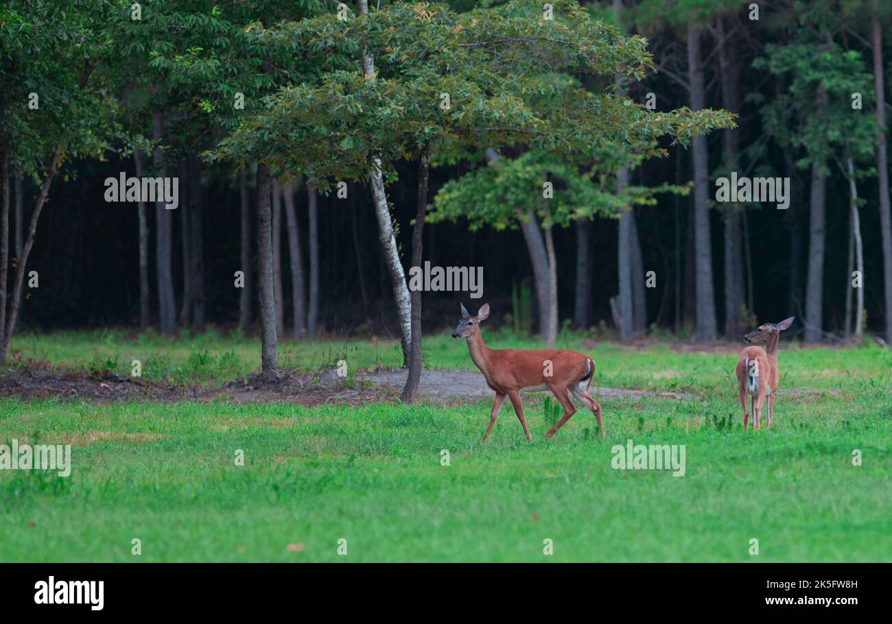 Two whitetail deer does near a thick stand of trees Stock Photo - Alamy