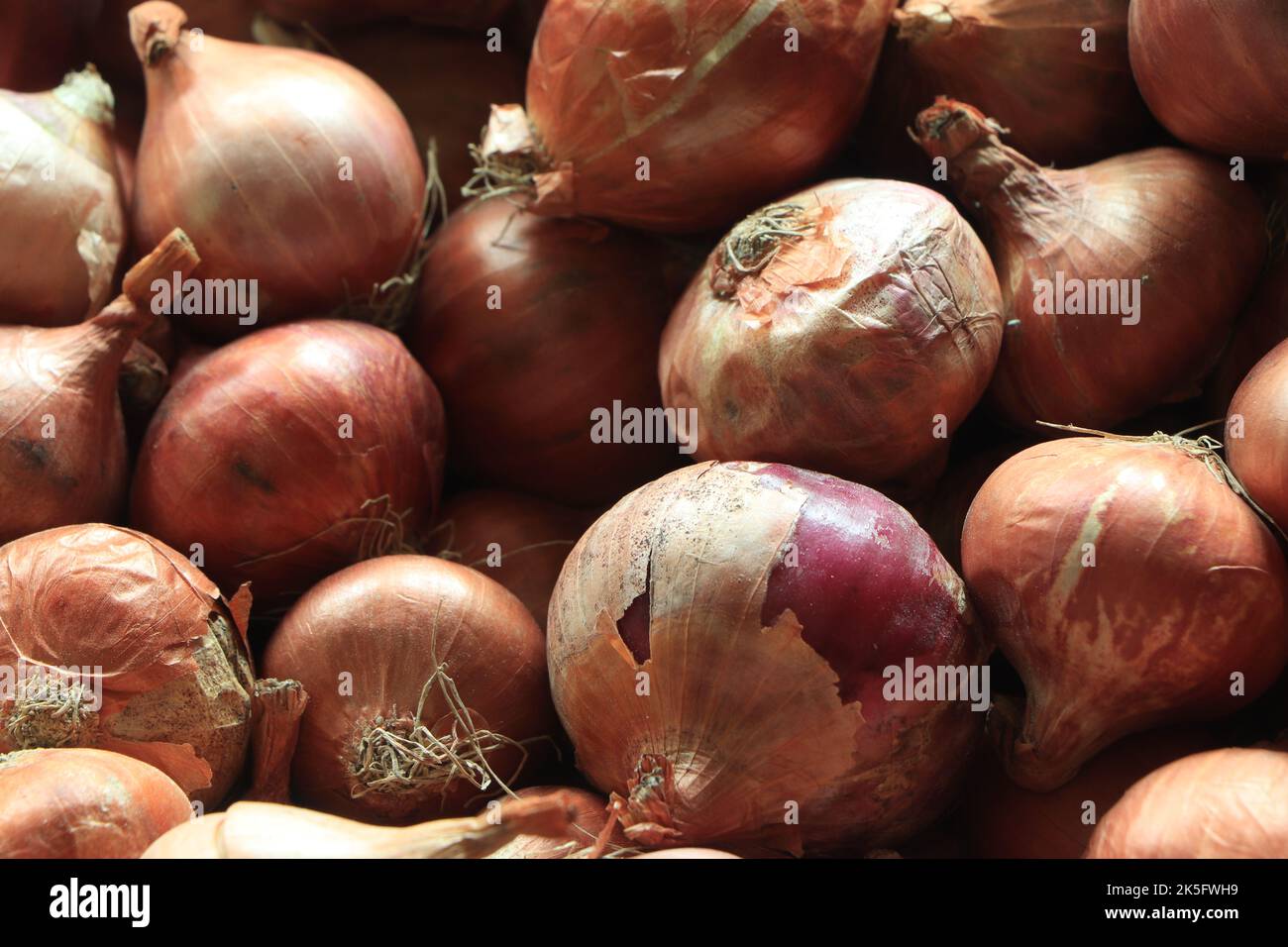 A large bunch of unpeeled raw yellow onions. The bulb vegetable is an ...