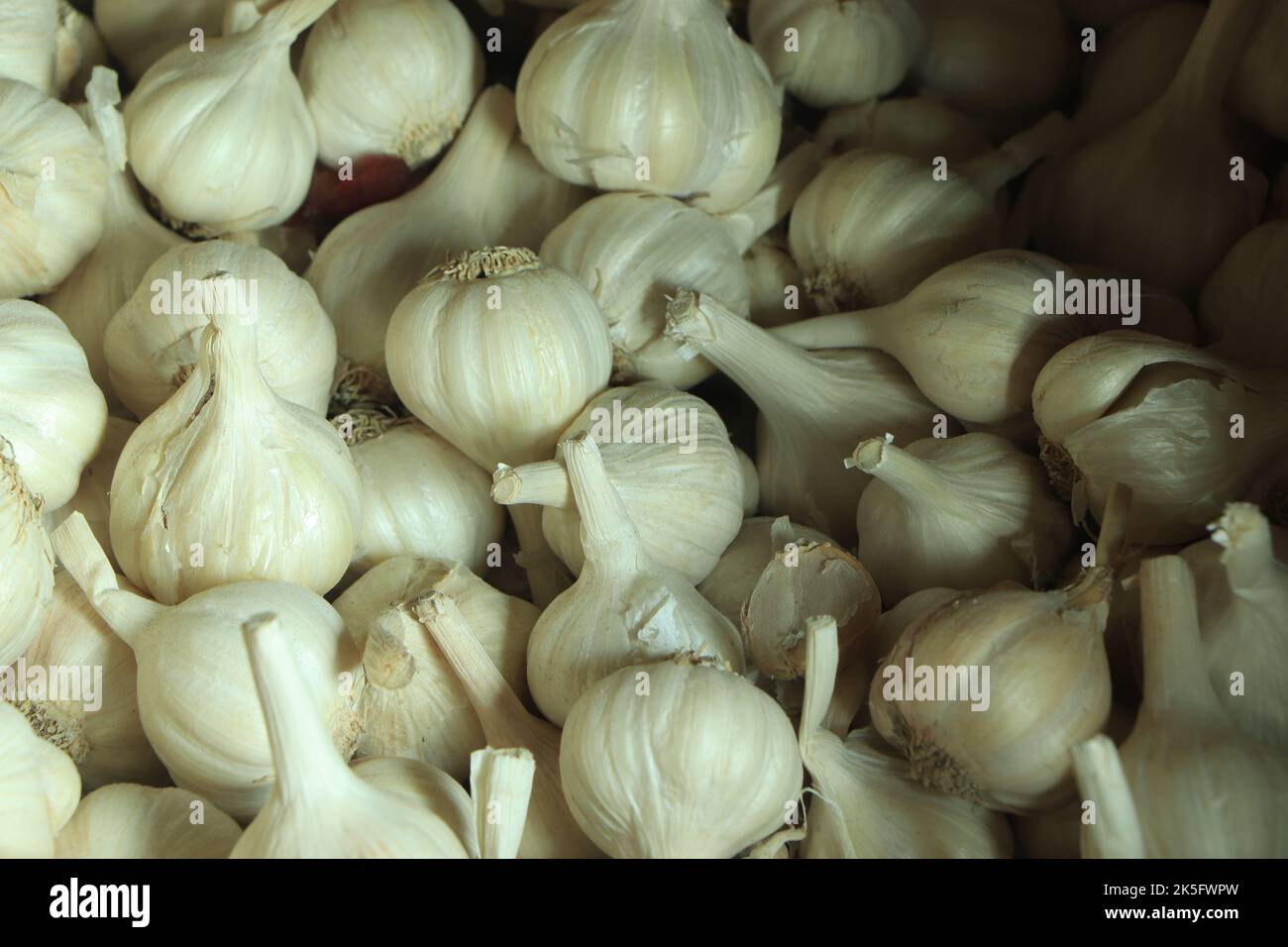 Fresh white garlic stand hi-res stock photography and images - Alamy