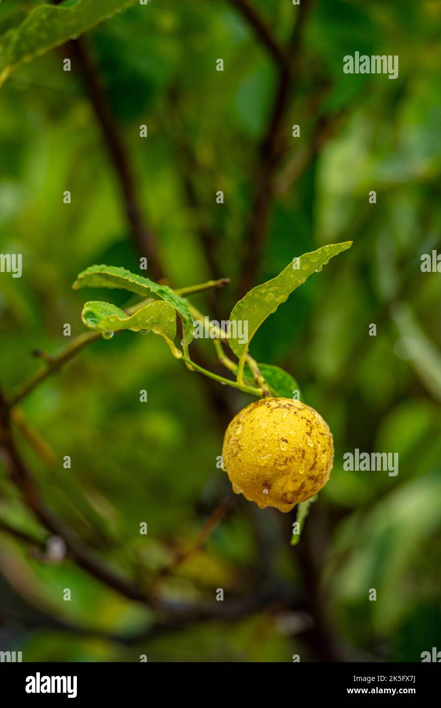 single fresh lemon growing on a lemon tree ready for picking Stock ...