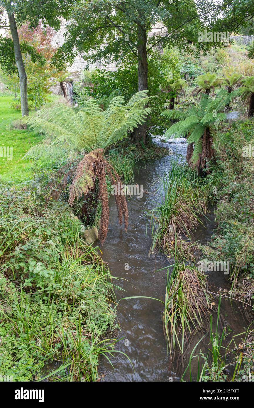 Ferns at the castle hi-res stock photography and images - Alamy