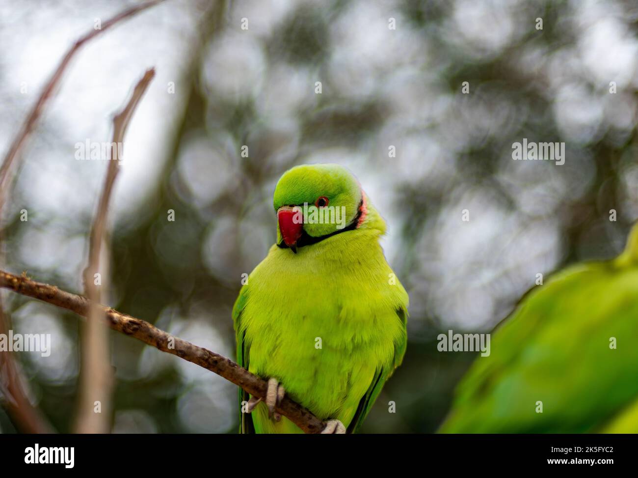 One of London's many wild parakeets Stock Photo - Alamy