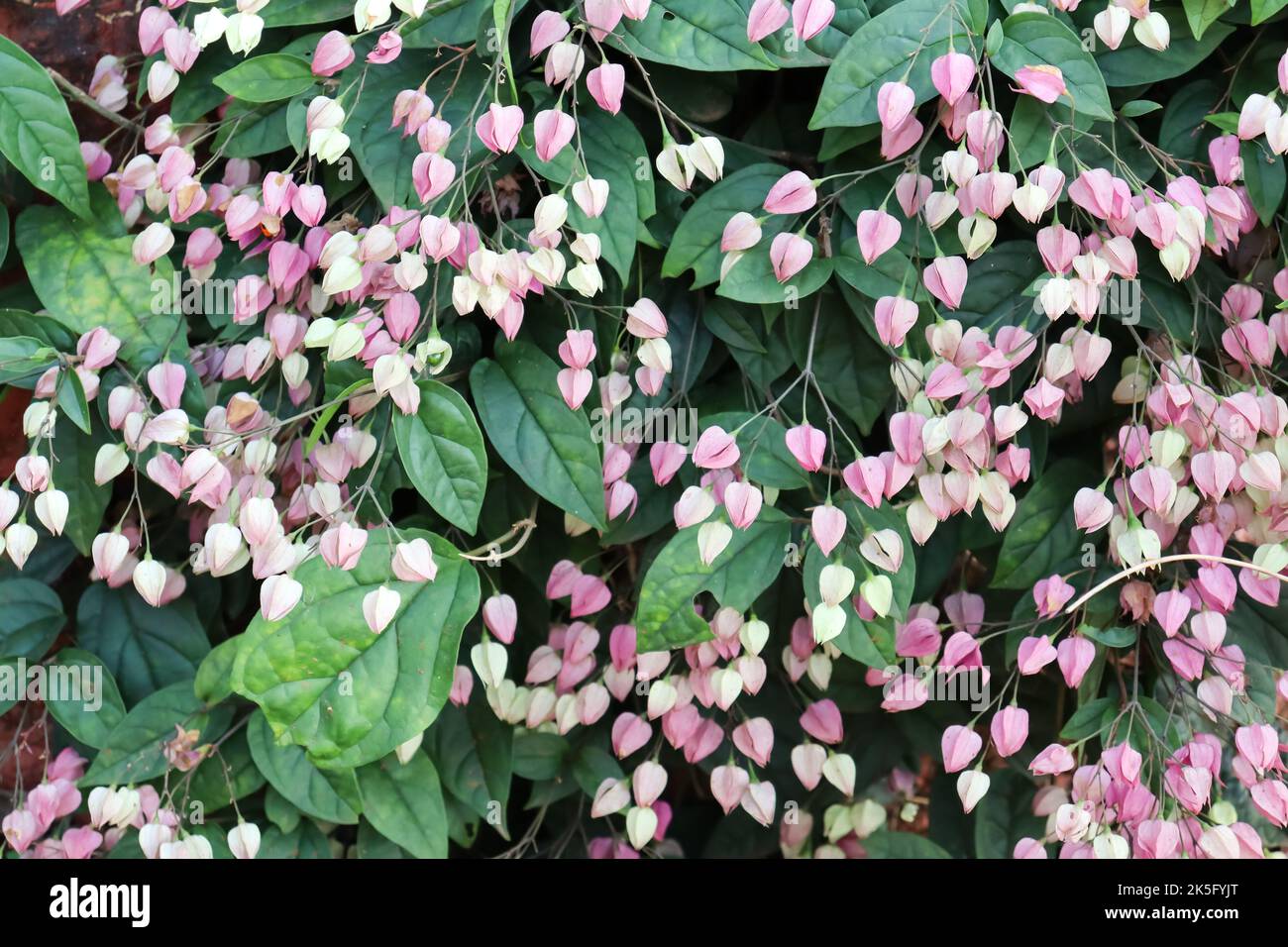 clerodendrum thomsoniae also known as bleeding heart vine flowers as a ...