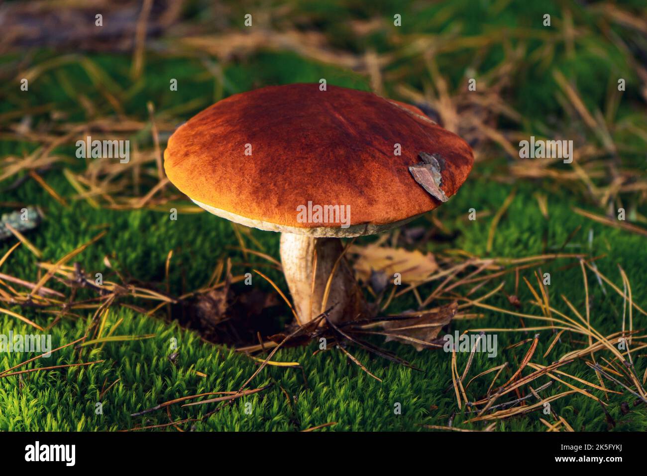 Big beautiful boletus mushroom on a forest glade in autumn Stock Photo ...