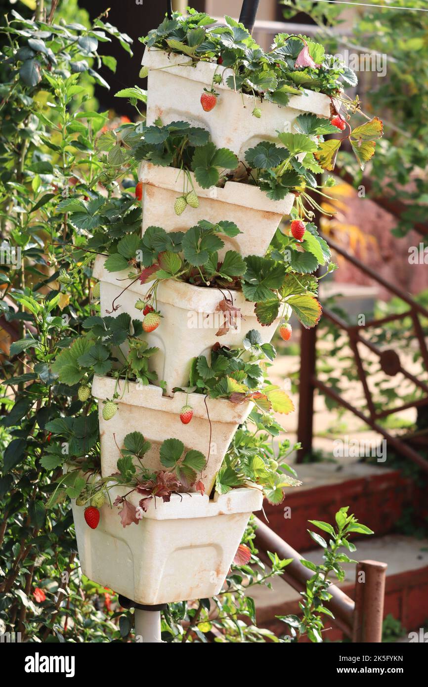 Strawberry plant grown in decorative pot design in vertical arrangement ...