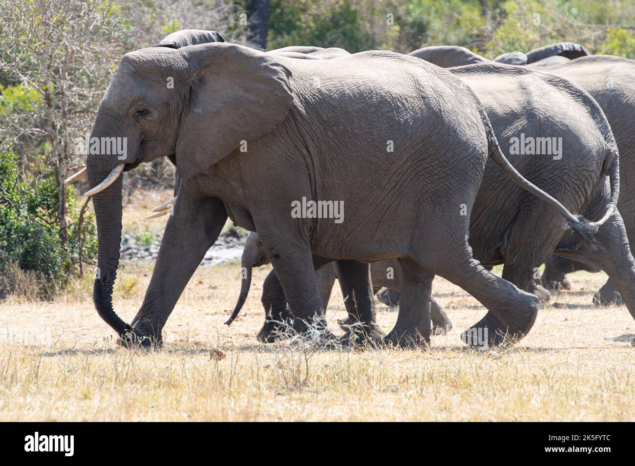In 1926 the national park had just 6 elephants left. Then park warden ...