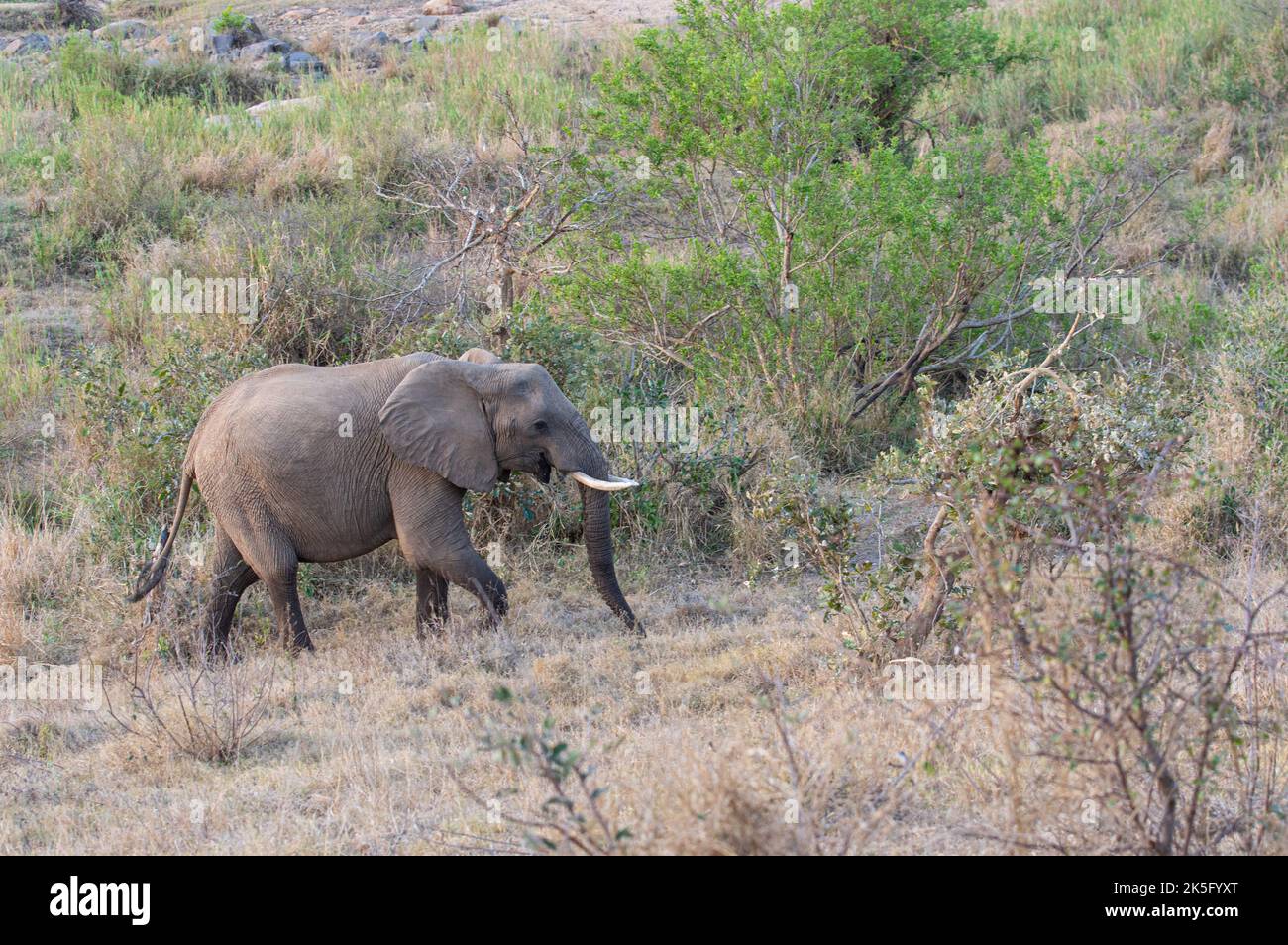 In 1926 the national park had just 6 elephants left. Then park warden ...