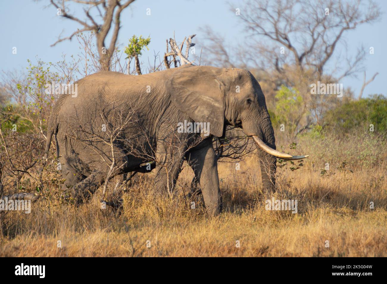 In 1926 the national park had just 6 elephants left. Then park warden ...