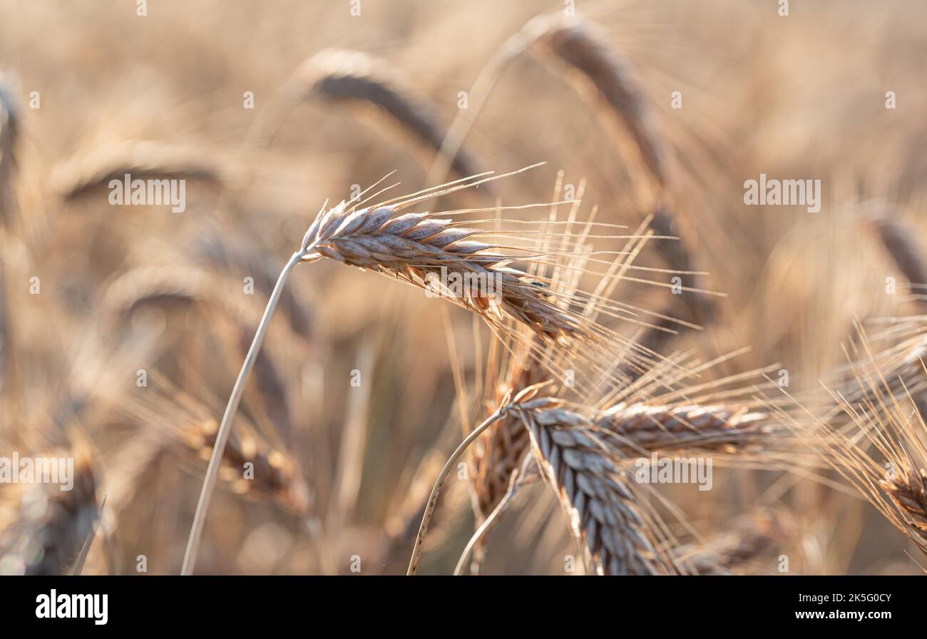 Ears of grain close-up. Golden ripening grain. Ears of rye before ...