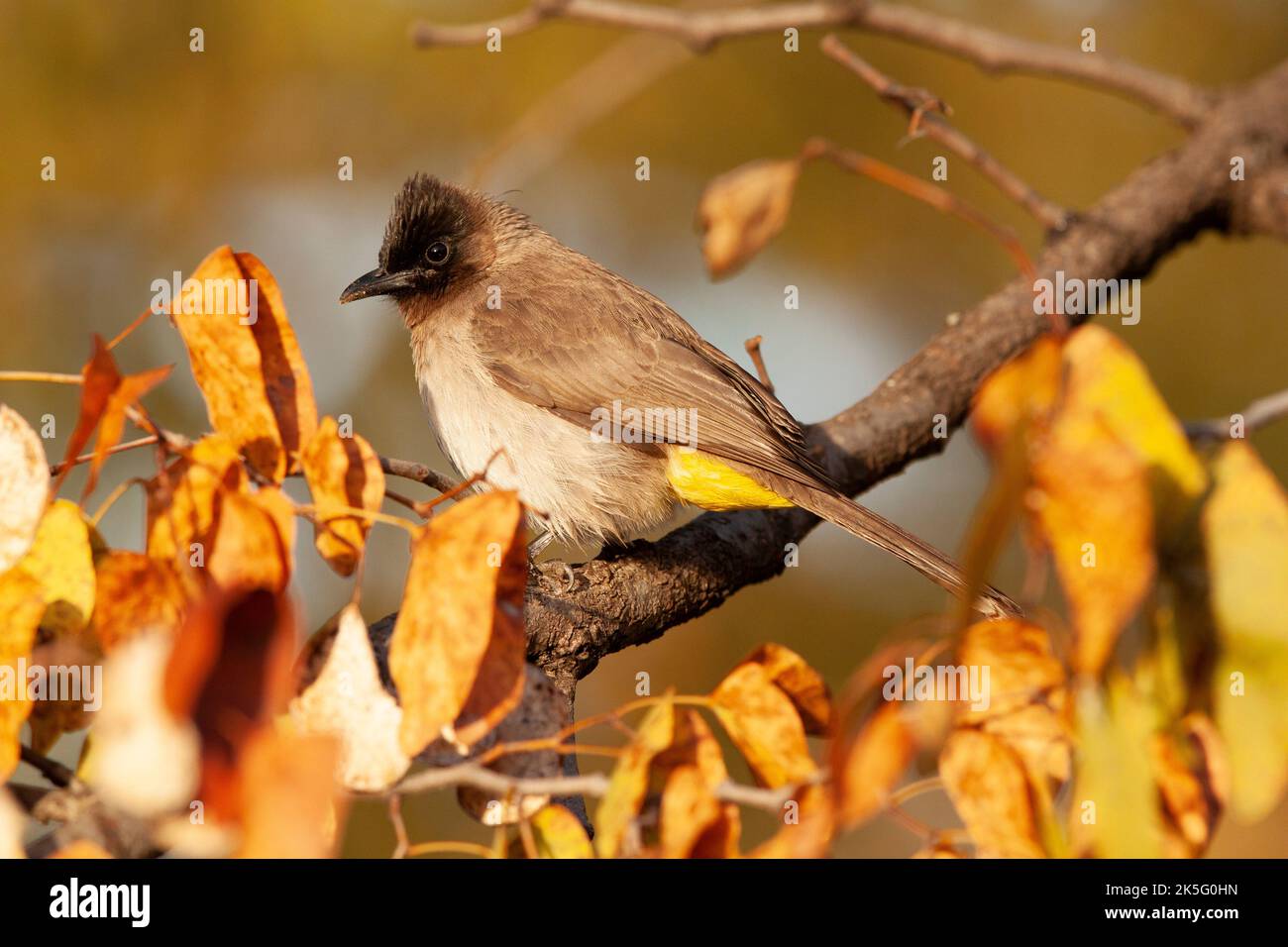 Black bulbul hi-res stock photography and images - Alamy