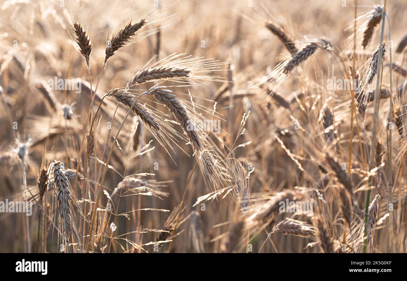 Ears of grain close-up. Golden ripening grain. Ears of rye before ...