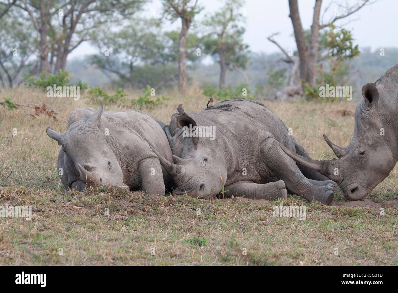 Tamboti south africa hi-res stock photography and images - Alamy