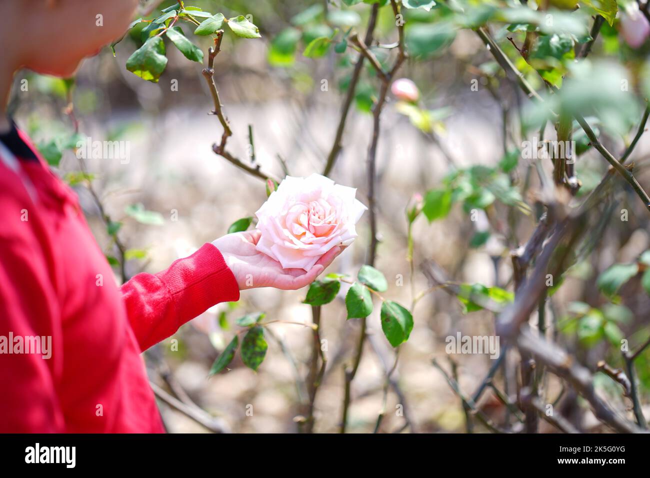 Australian rose gardens hi-res stock photography and images - Alamy