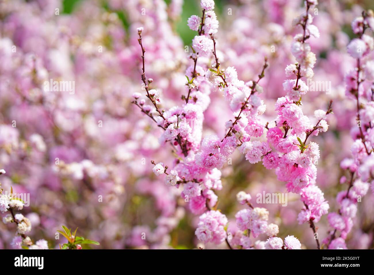 Pink flower photos hi-res stock photography and images - Alamy