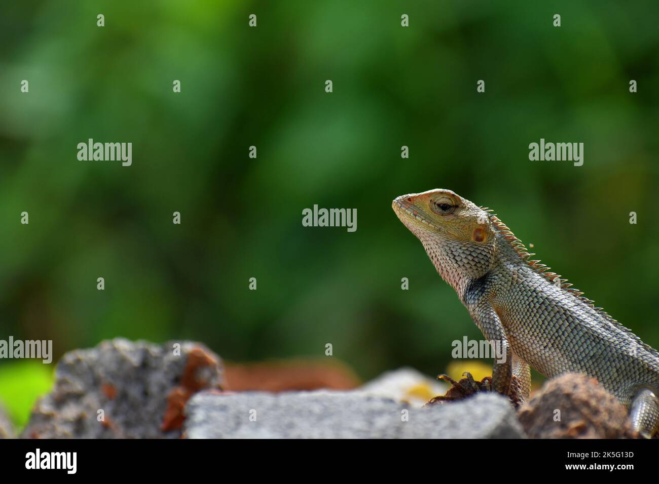 An eastern garden lizard sun bathing on gravel Stock Photo - Alamy
