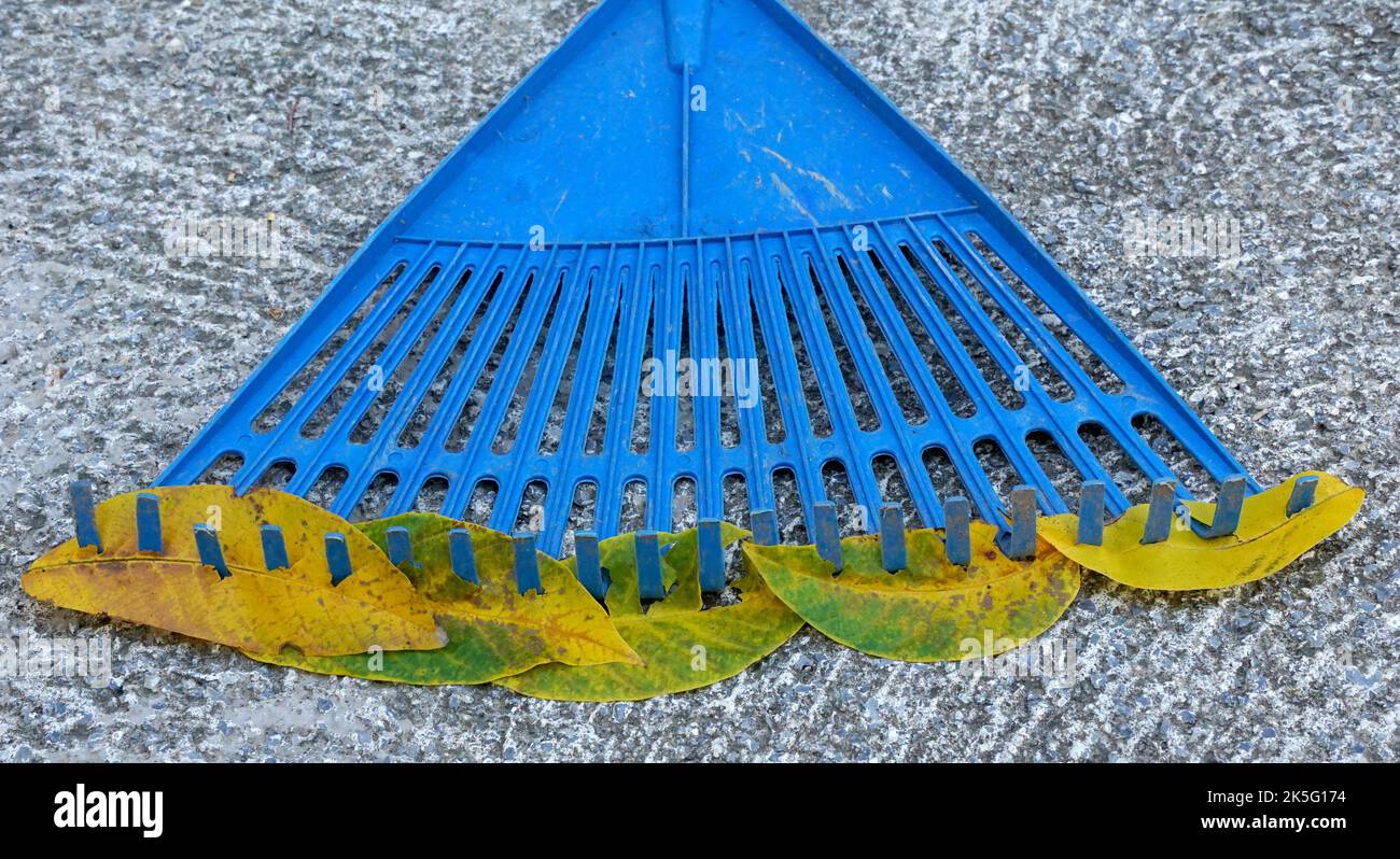 blue plastic gardening rake with autumn leaves Stock Photo - Alamy