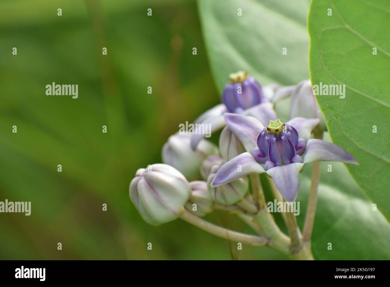 Pale violet crown flowers. Giant calotrope Stock Photo - Alamy