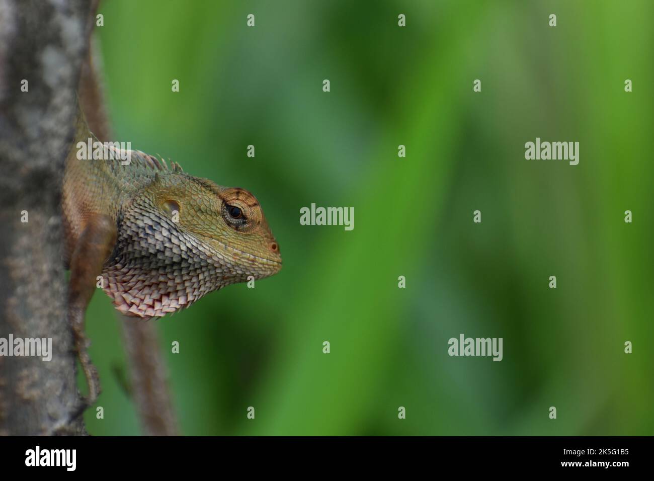 An eastern garden lizard, invasive species in java Stock Photo - Alamy