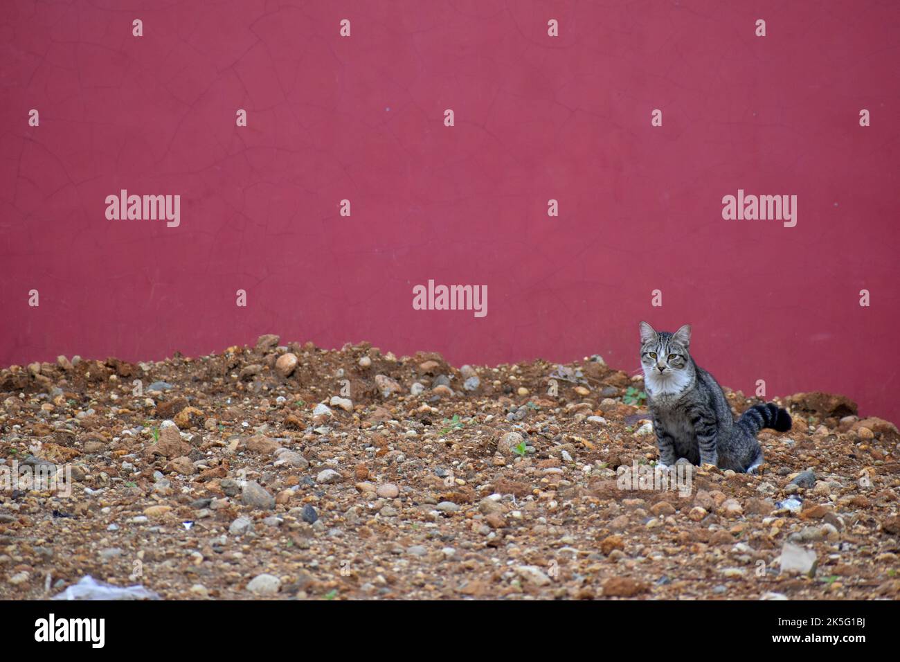Cat and human quiet hi-res stock photography and images - Alamy