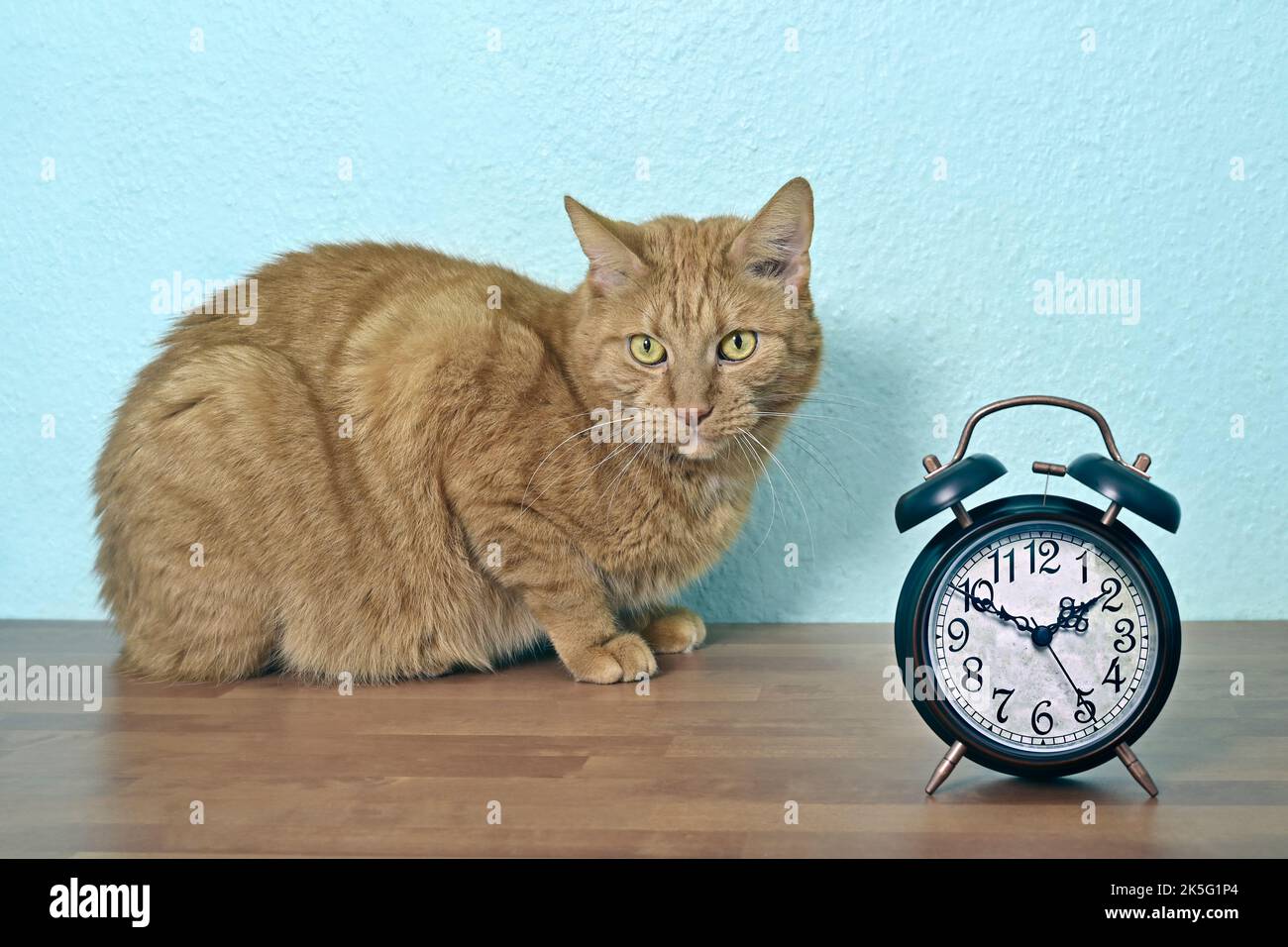 Cute ginger cat sitting next to a retro alarm clock on the table Stock ...