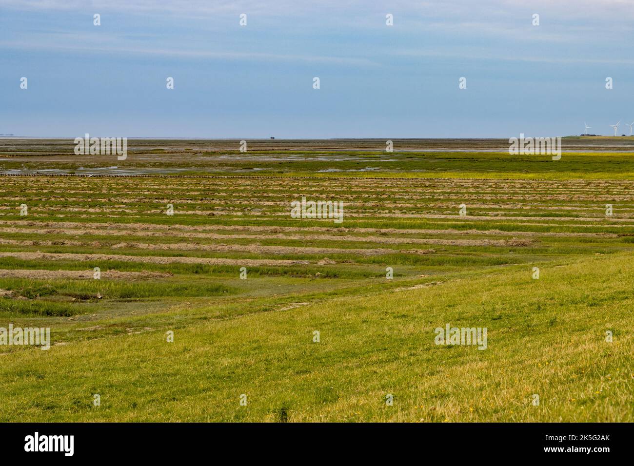 Wood barrier for land reclamation in the wadden sea, north sea Germany ...