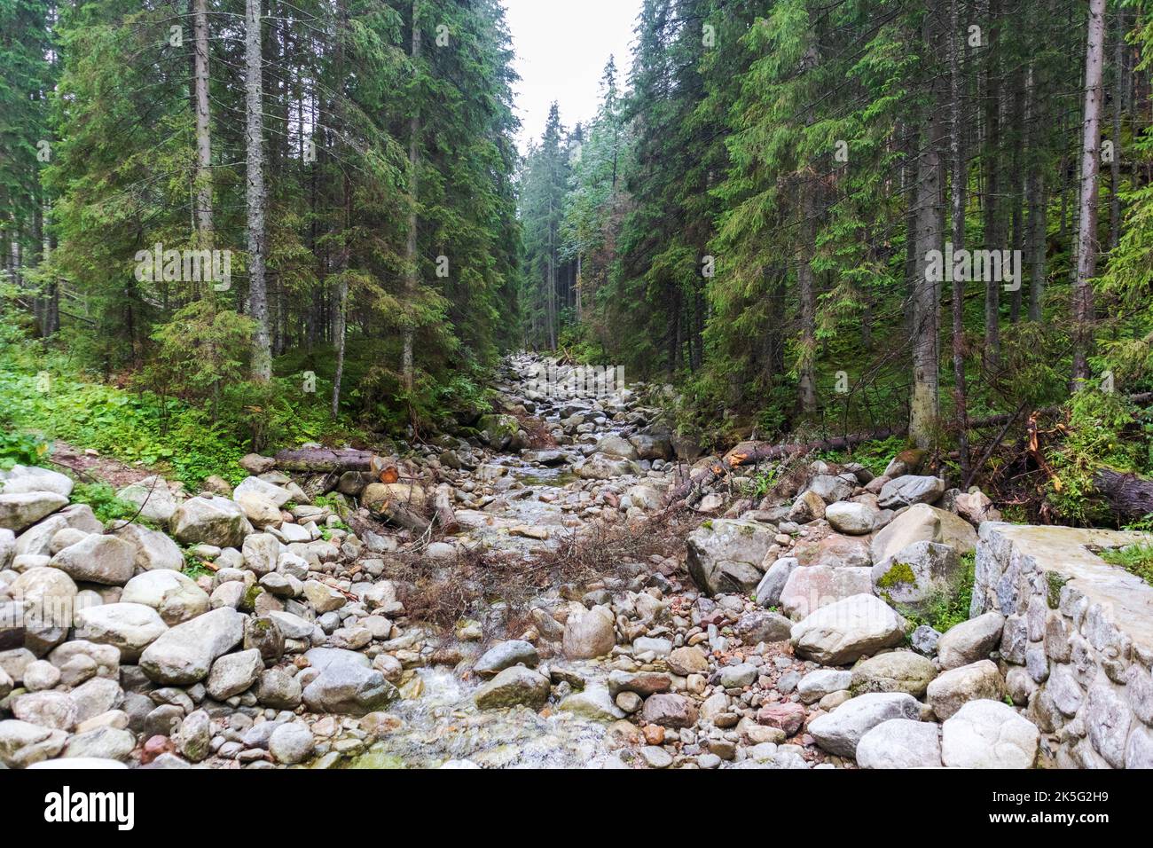 Hiking trail in the middle of the mountain forest and surrounded by ...