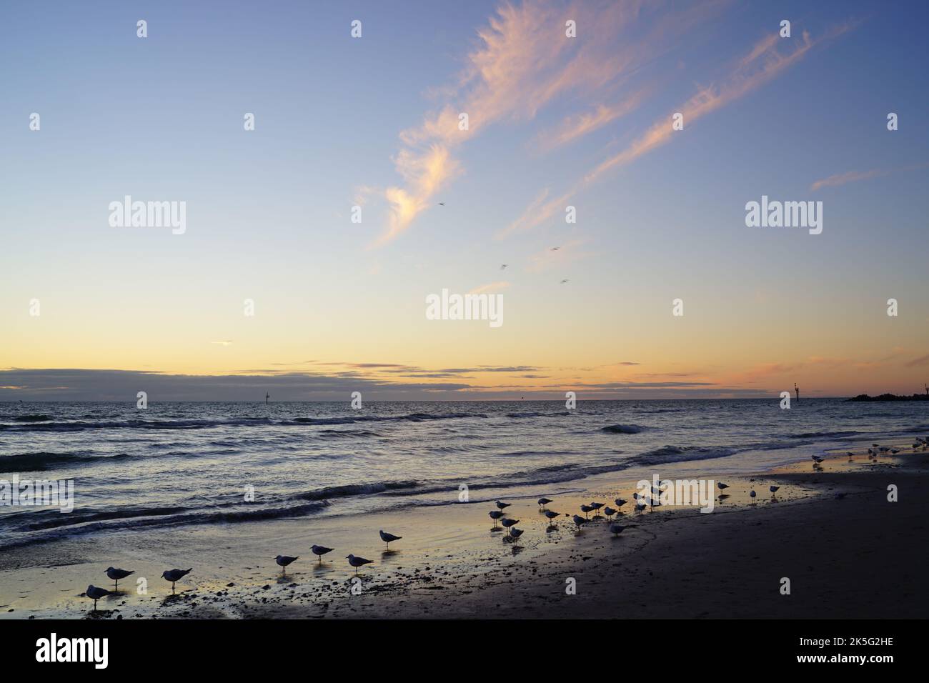 Birds on beach Stock Photo - Alamy