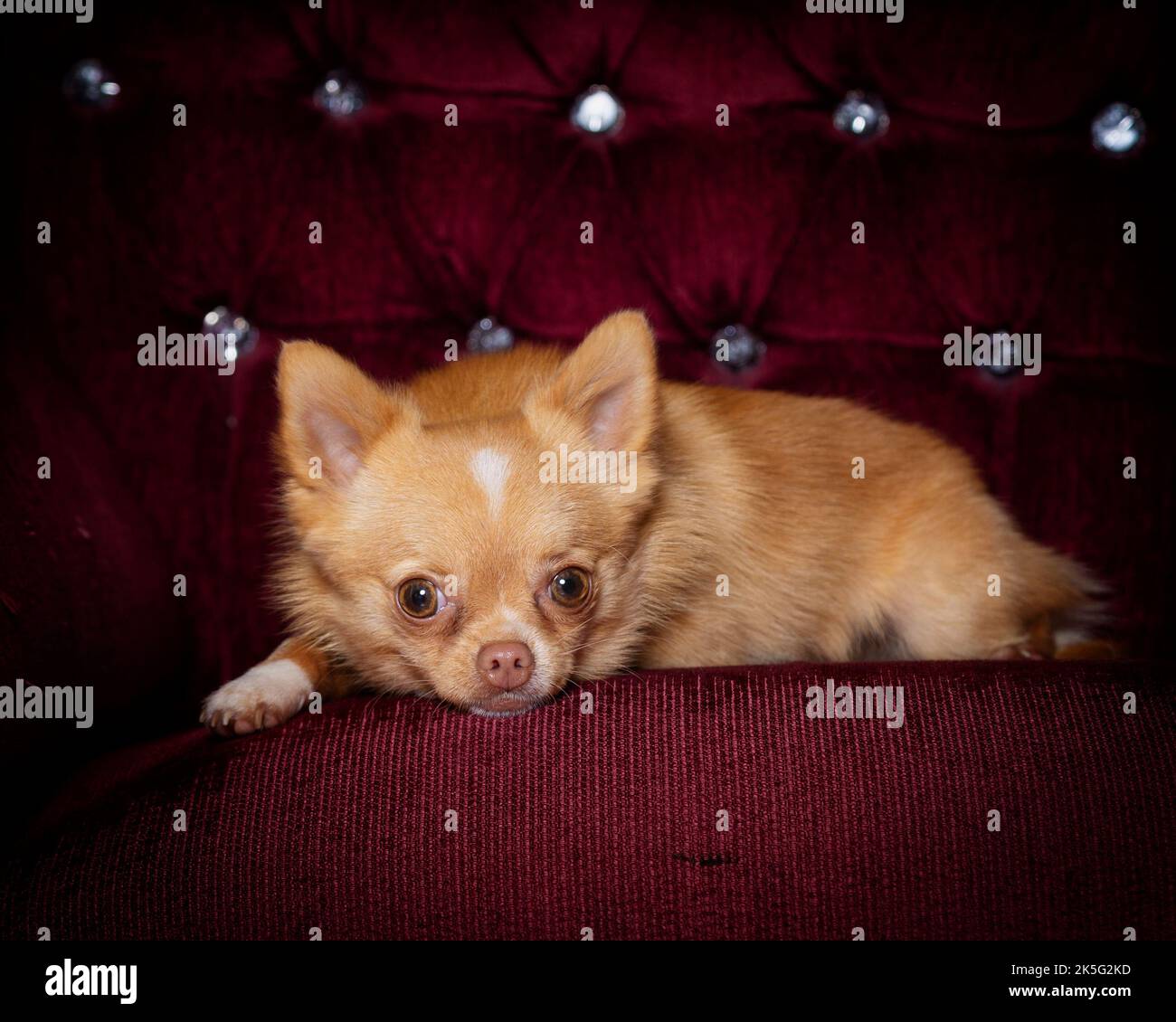 Tiny Pomchi Dog - Pet Dog, Cute and Fluffy, Little Dog Stock Photo - Alamy