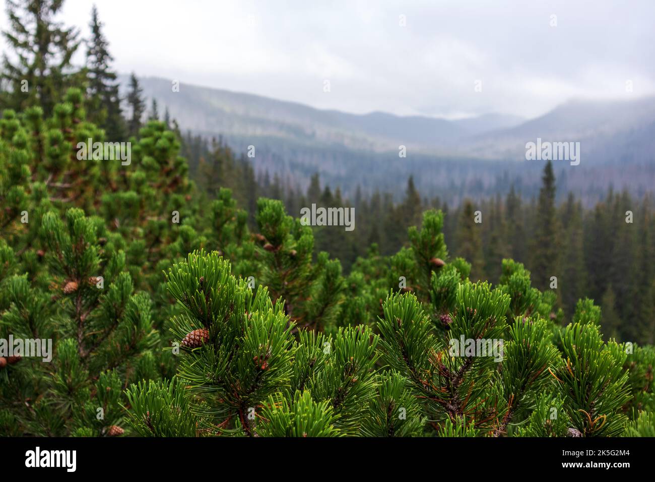 A great picture of a charming landscape with a view of the green stone ...