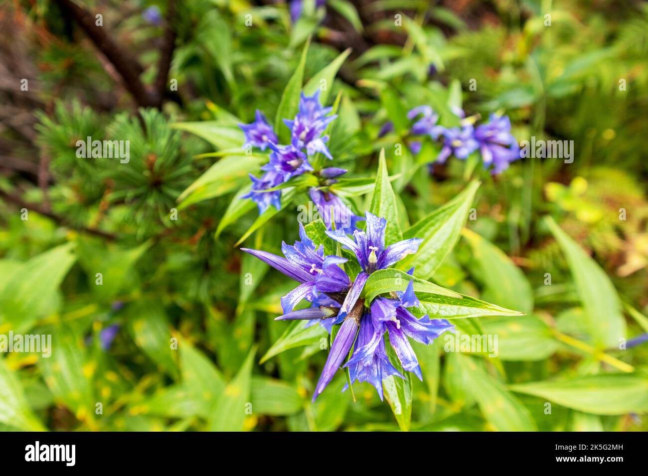 Interesting purple-blue flowers with pointed leaves and flowers Stock ...