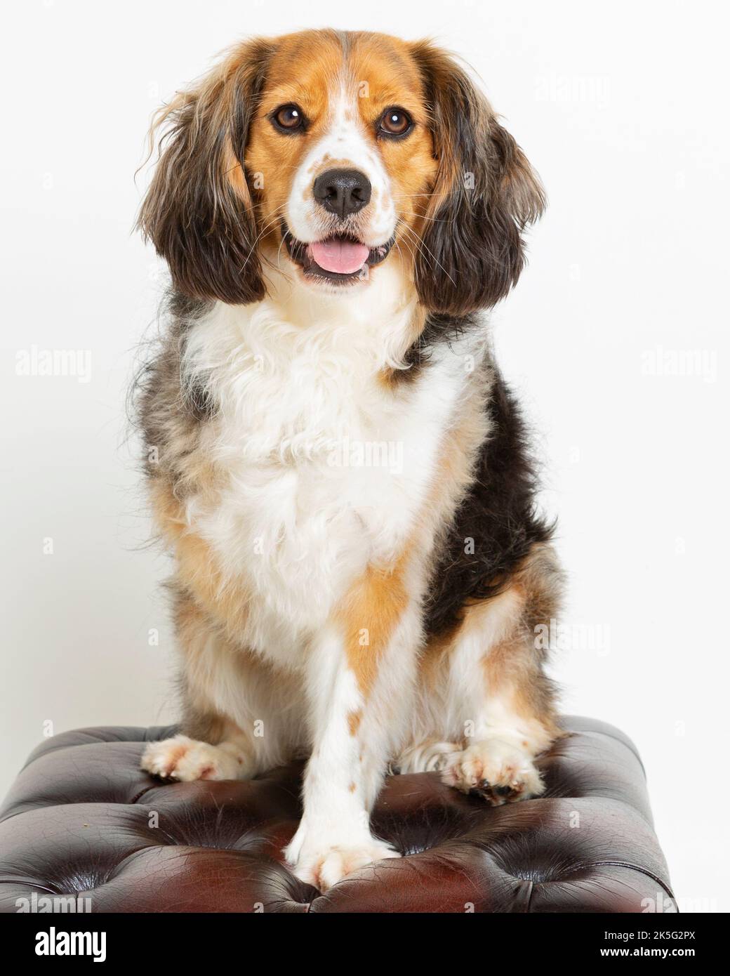 A Picture of a Beagle Spaniel Dog in a Professional Studio Environment ...