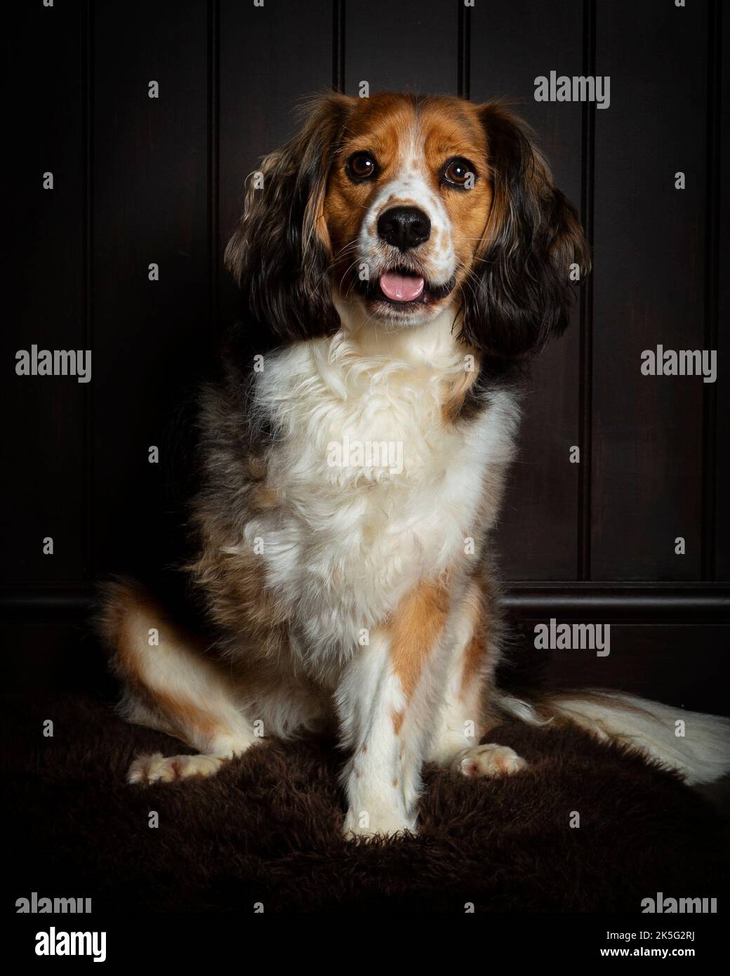 A Picture of a Beagle Spaniel Dog in a Professional Studio Environment ...