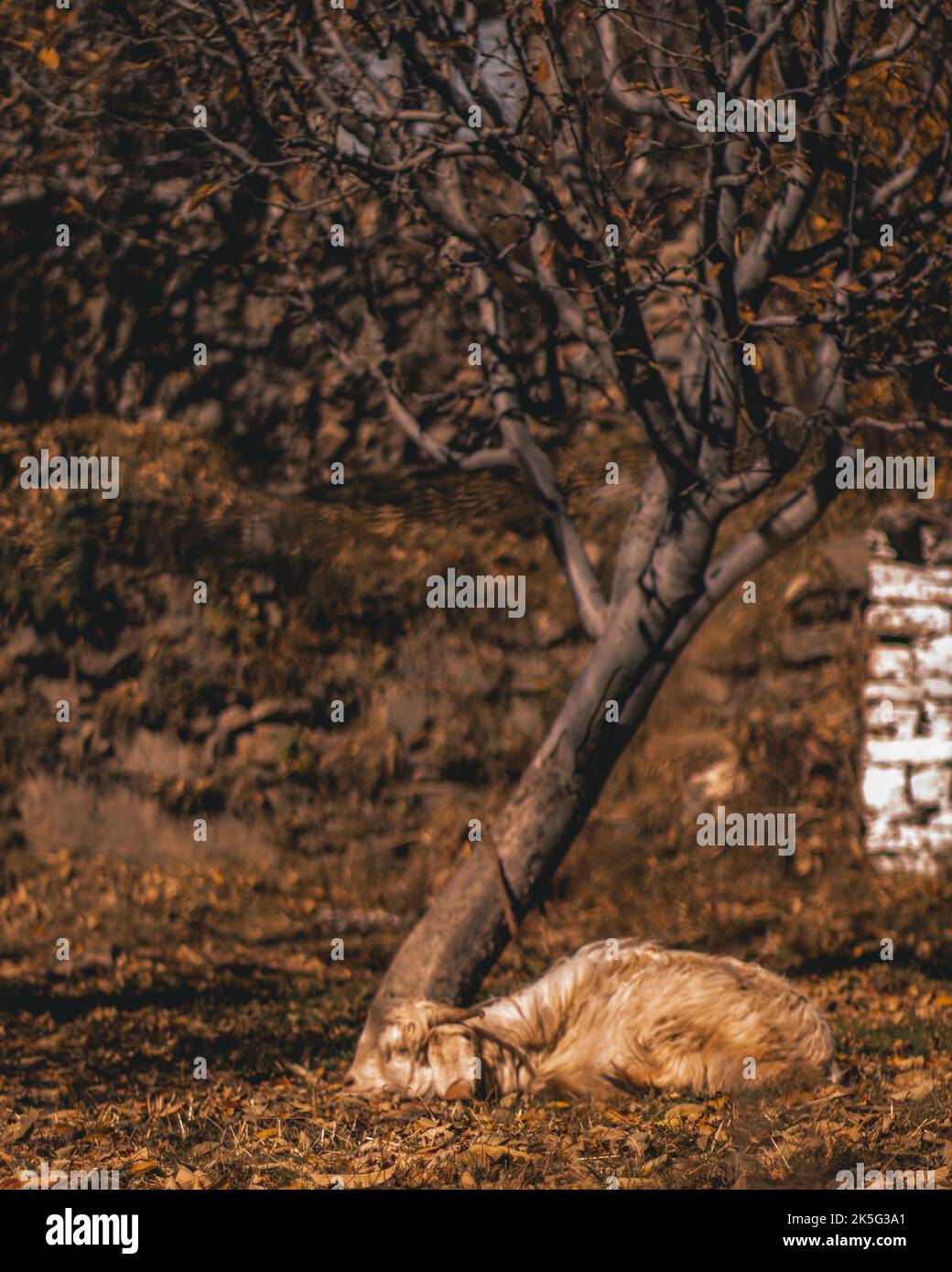 A vertical shot of the goat resting under the leafless tree Stock Photo ...