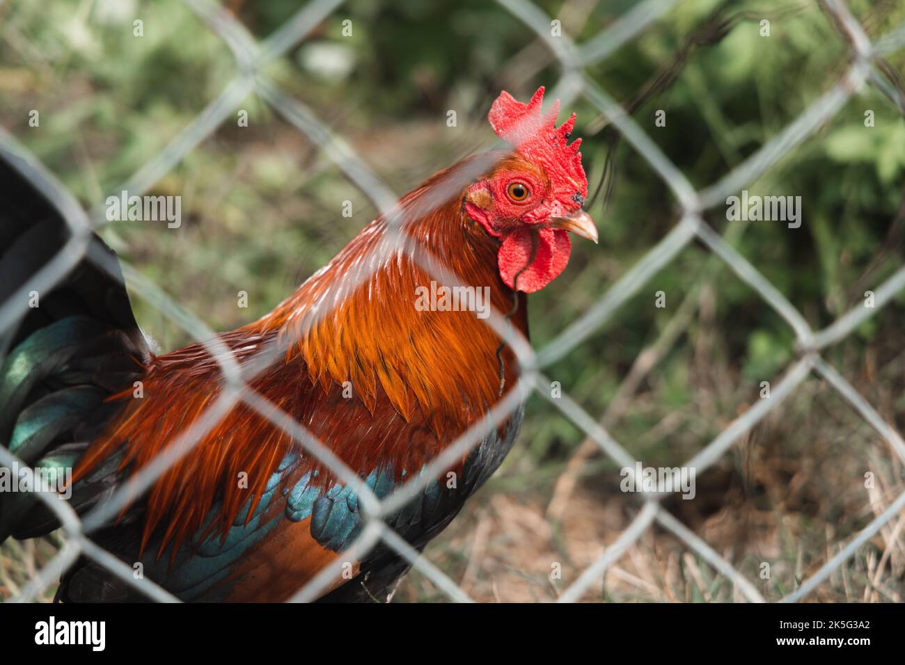 Metallic rooster hi-res stock photography and images - Alamy