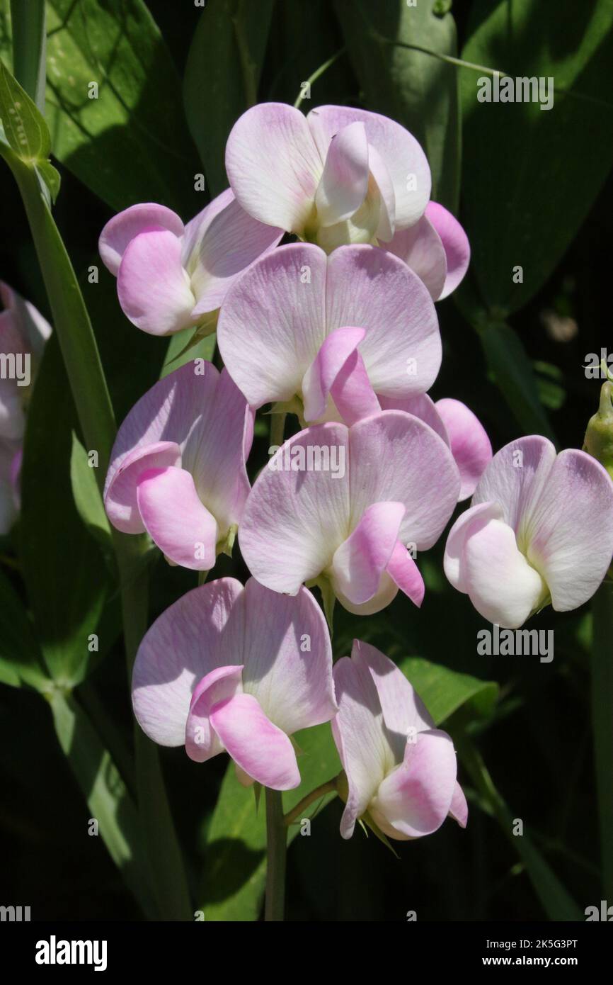 Everlasting pea(Lathyrus latifolius 'Pink Pearl') flowers Stock Photo ...